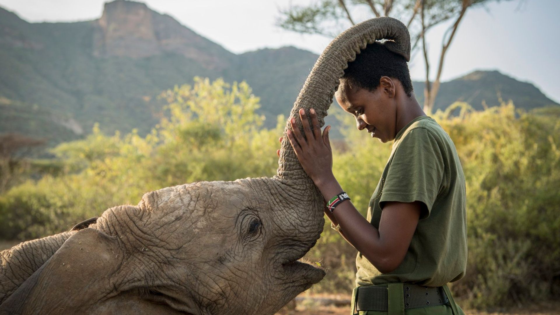 Rebalance Earth: How Blockchain Protects the African Forest Elephants