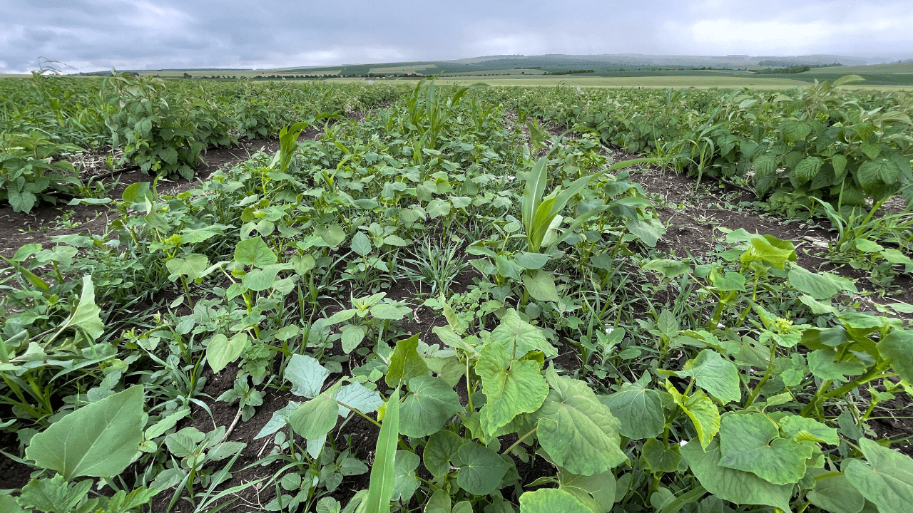 Agritech and Regenerative Agriculture Join Forces to Save Food Systems