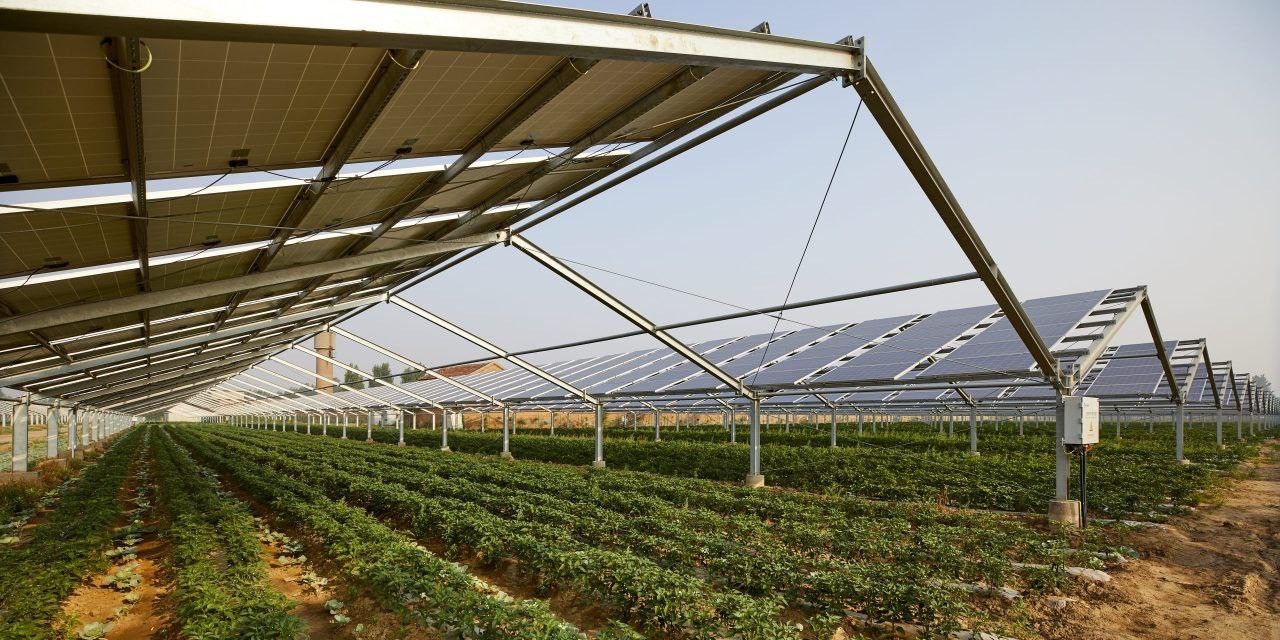 Serbia to launch largest agrivoltaic project in the Balkans