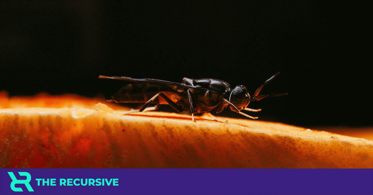 From waste to food: Why innovators are relying on insects ...